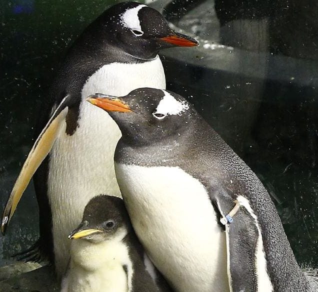 Book about gay penguin dads could make children gay, says parent