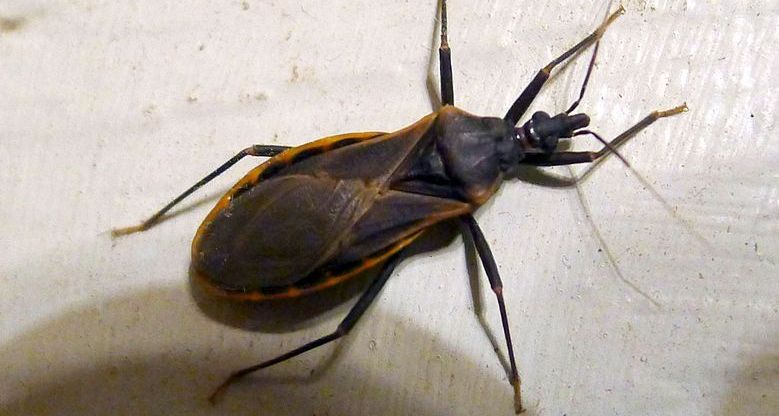 What is a kissing bug? Beware of this blood-sucking insect | PinkNews