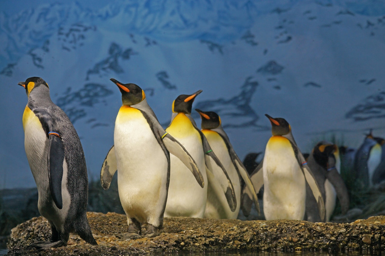 Famous gay penguin couple hatch a chick at Chester Zoo