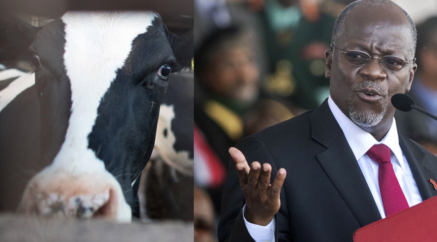The Tanzanian President thinks 'even cows' are anti-gay | PinkNews ...