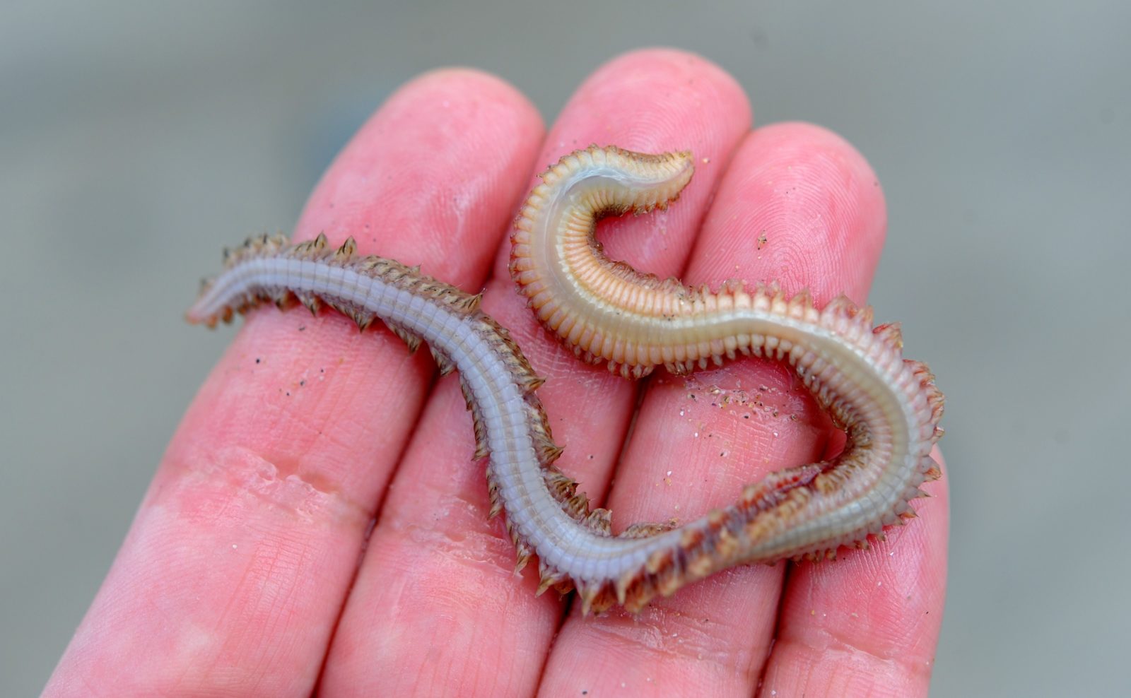 There's a species of asexual worm that hasn't had sex in 18 million ...
