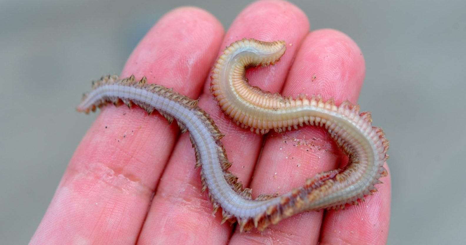 There's a species of asexual worm that hasn't had sex in 18 million ...