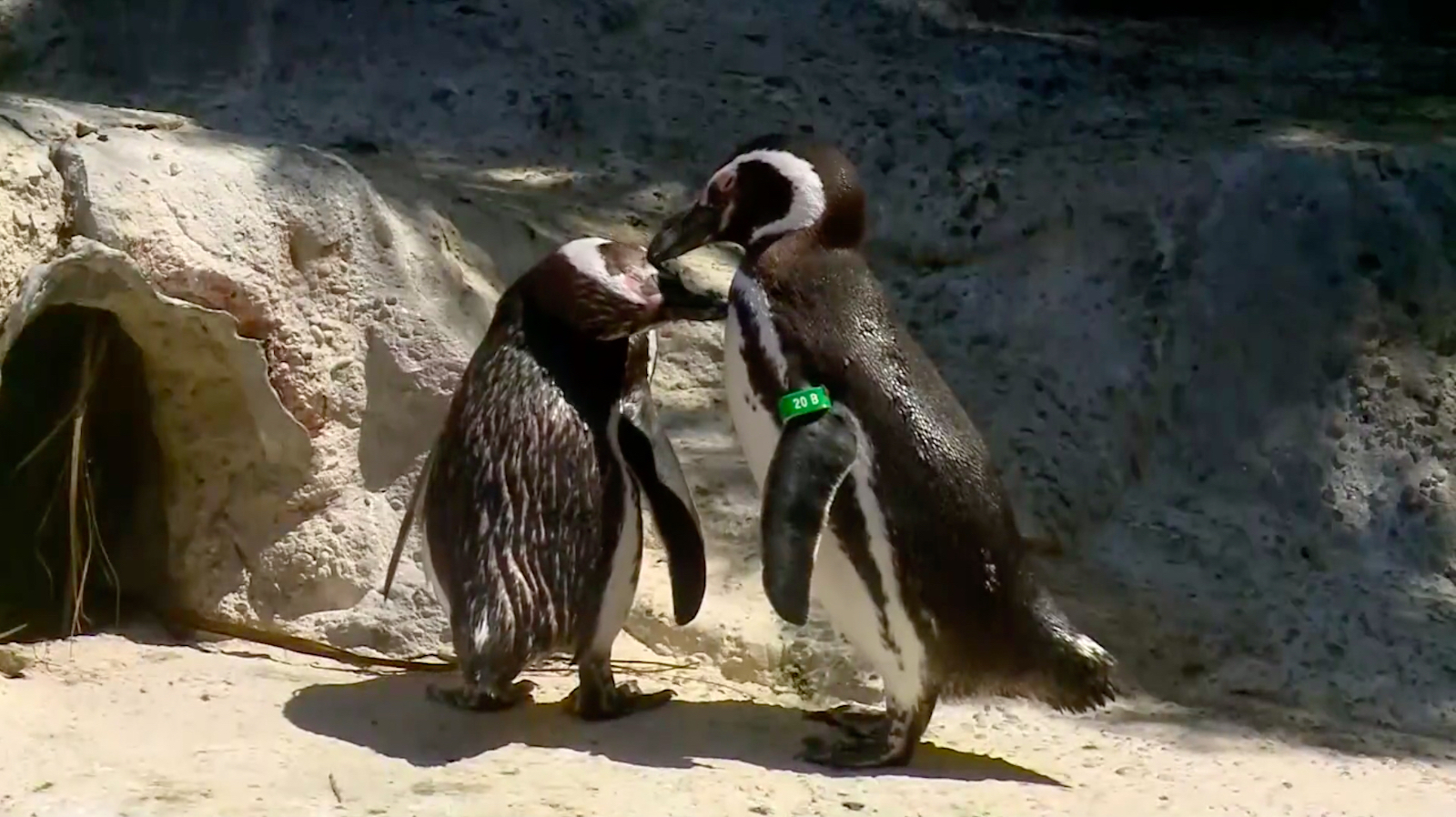 Gay penguin couple are the best parents at San Francisco Zoo | PinkNews