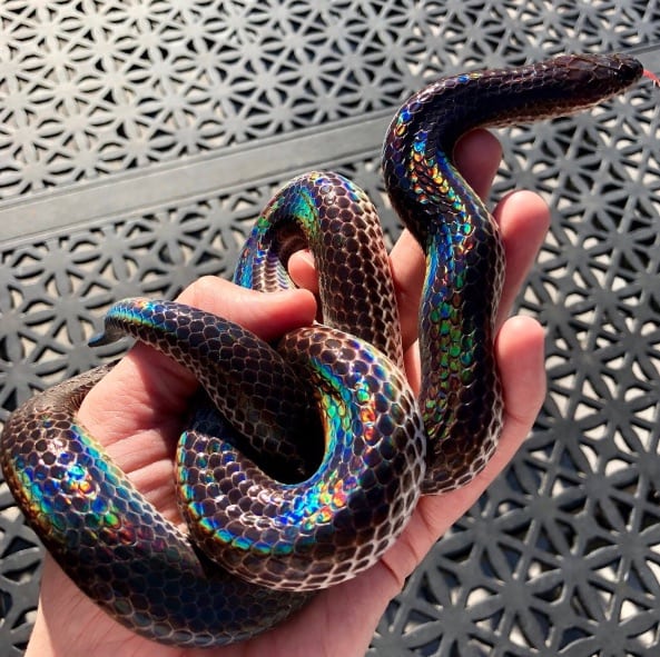 This beautiful rainbow-coloured snake is a Pride month gift | PinkNews