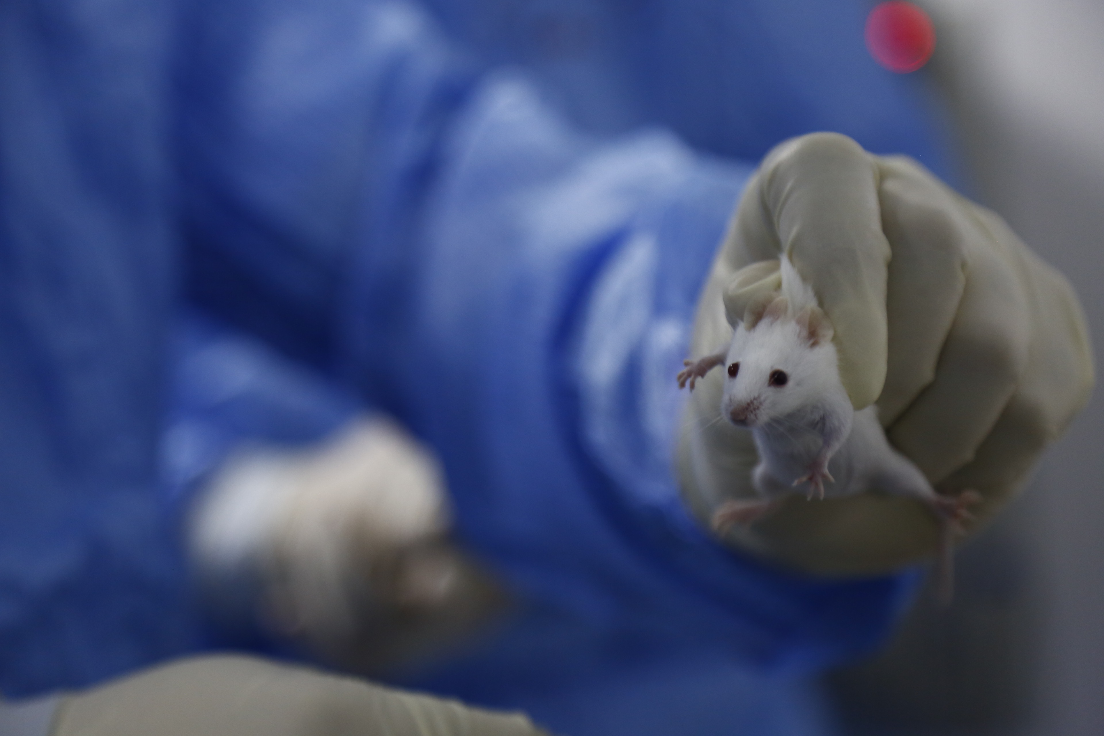HIV can be cured in mice, study finds | PinkNews