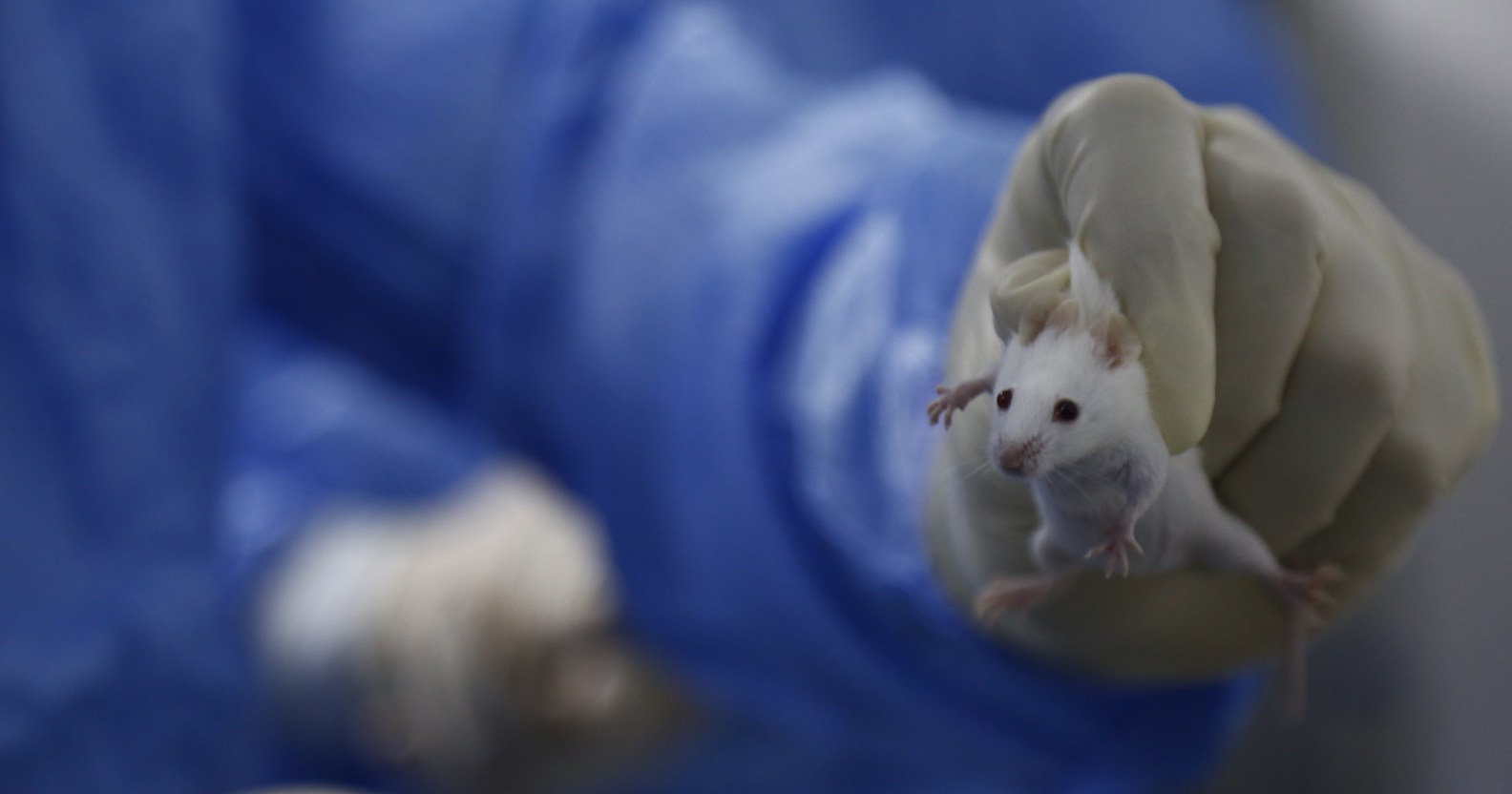 HIV can be cured in mice, study finds | PinkNews