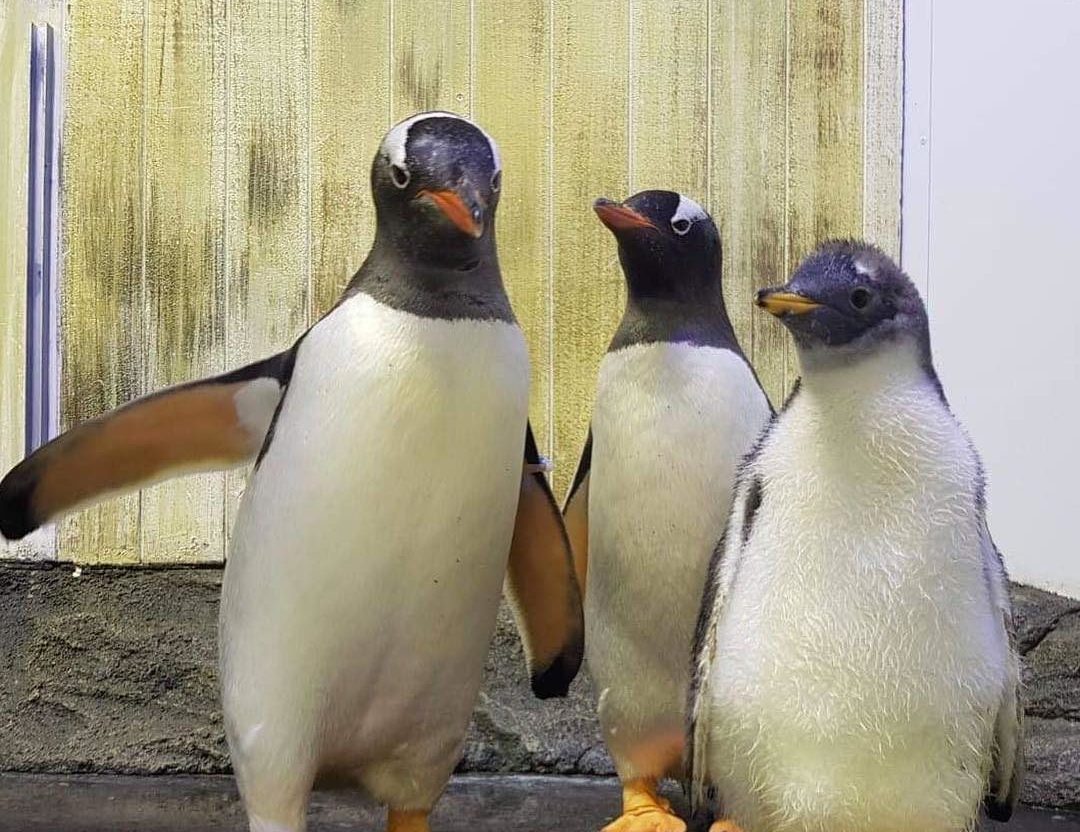 Gay penguin 'power couple' adopt second egg together