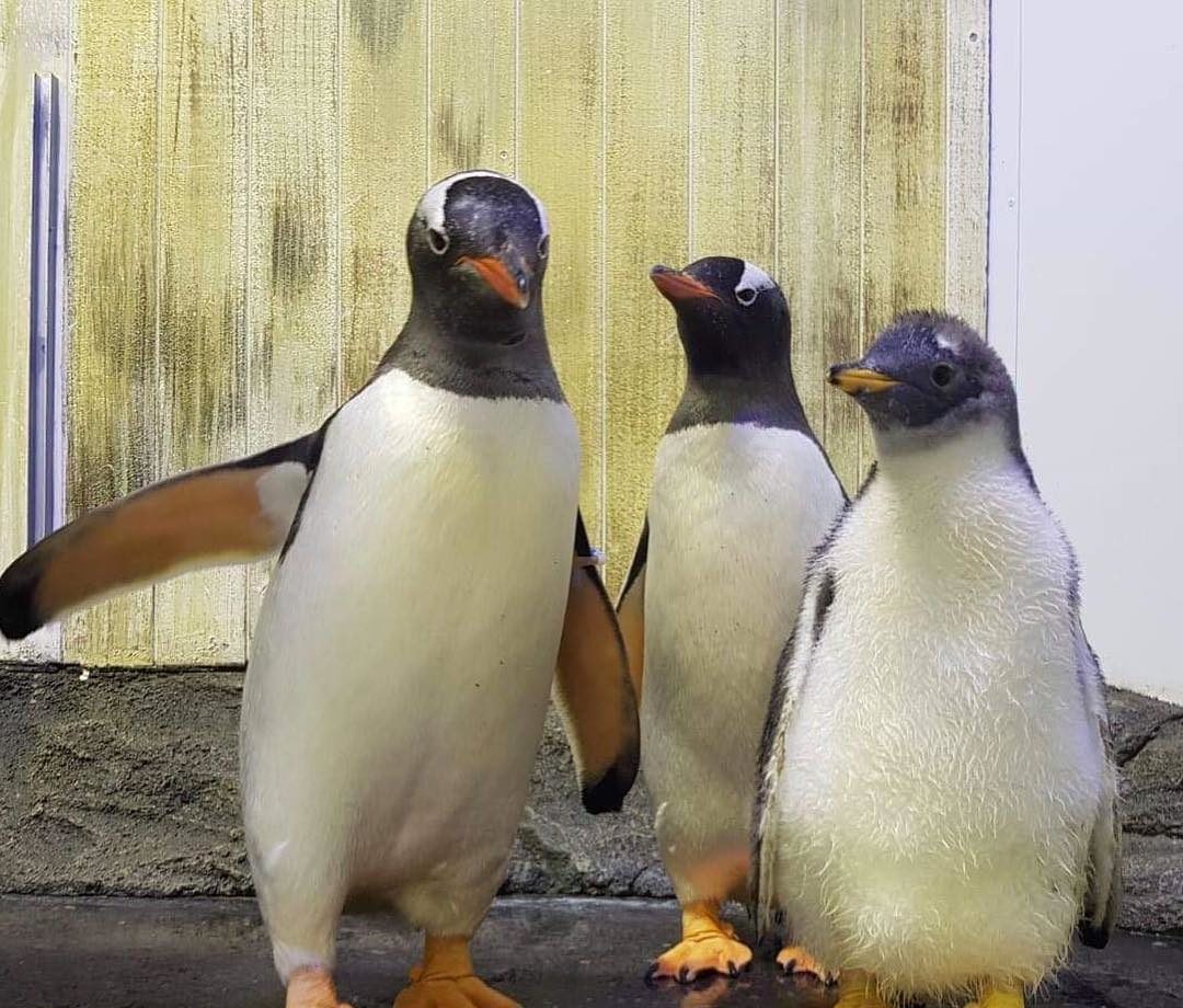 This viral video of a lesbian penguin called Green Bean is adorable