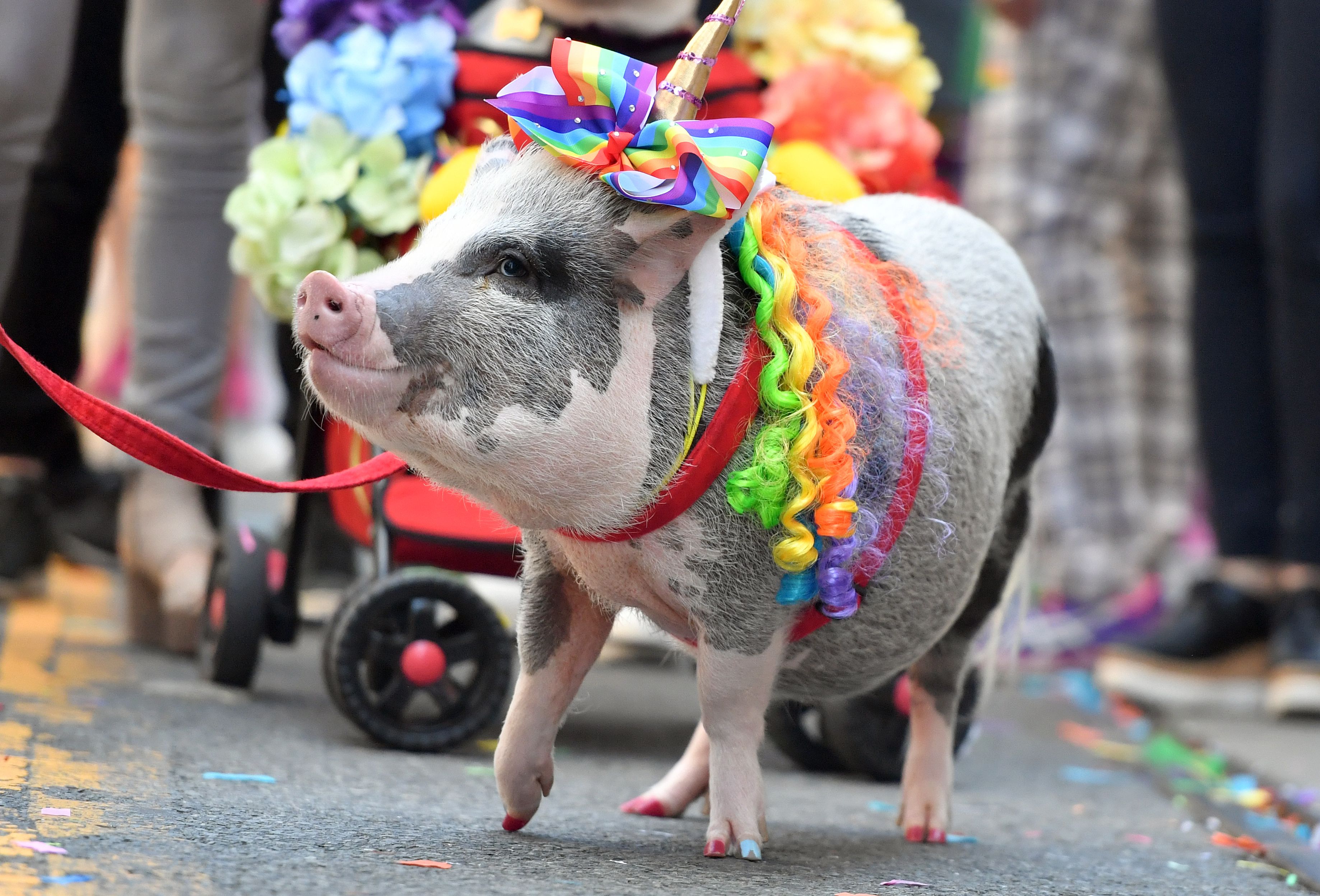More than 1,500 species of animals are gay or bisexual, scientists suggest