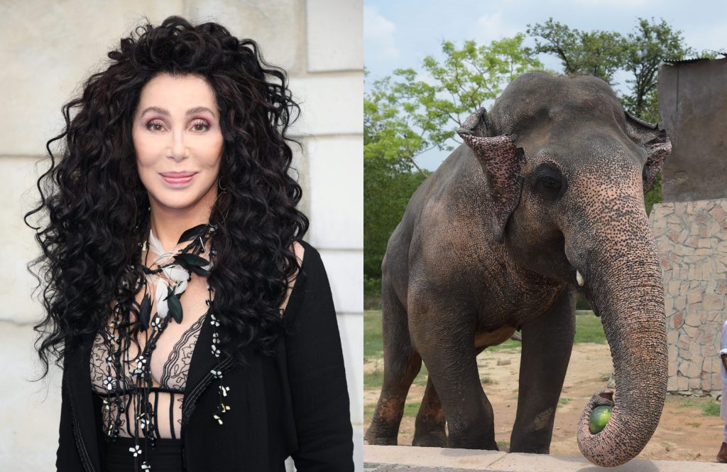 Cher flies to Pakistan to help save world's loneliest elephant and we ...