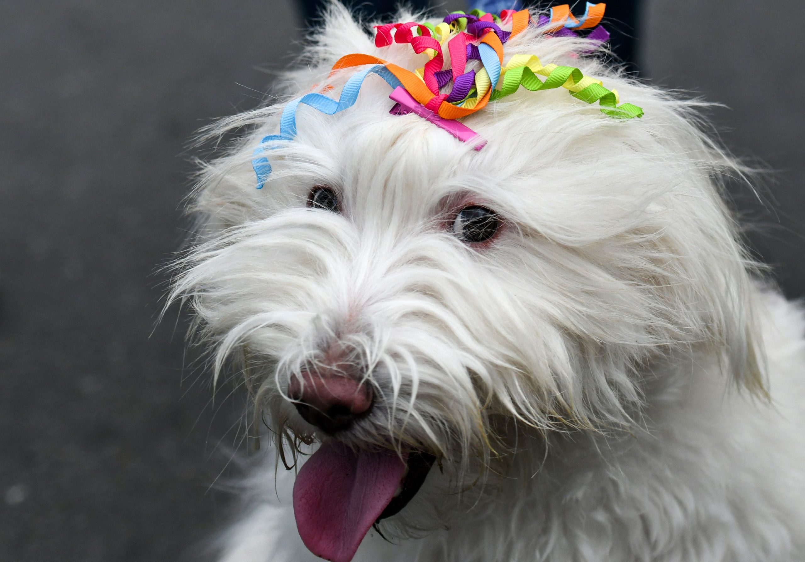 Paul O'Grady and Clare Balding to join Pride parade for dogs