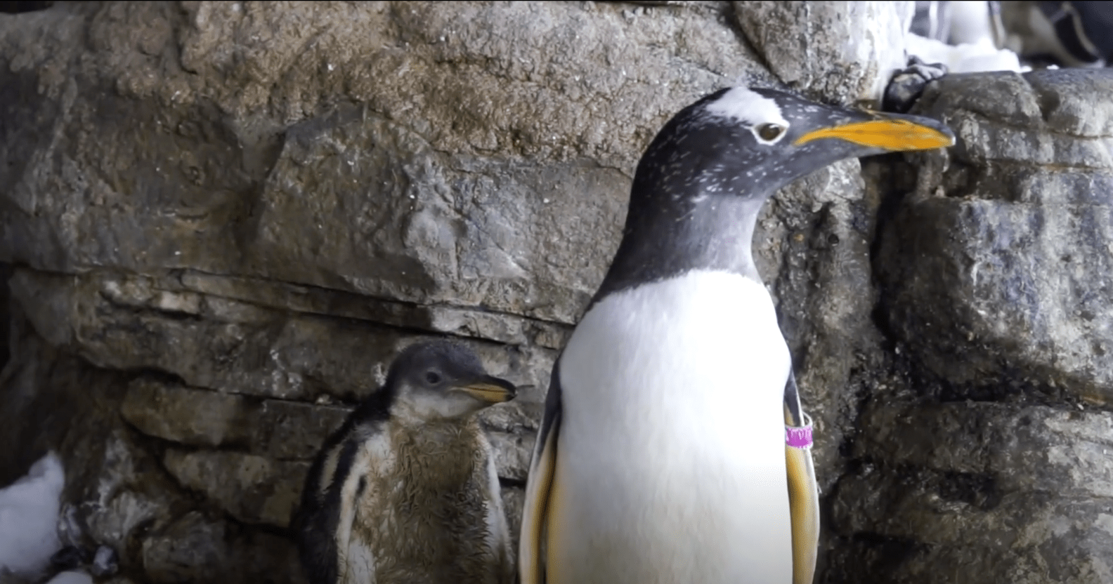 Adorable gay penguin couple welcome their first baby chick