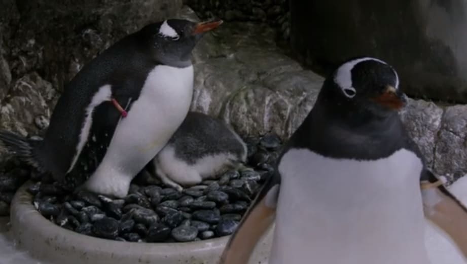 Gay penguins: Sydney couple Sphen and Magic welcome second chick