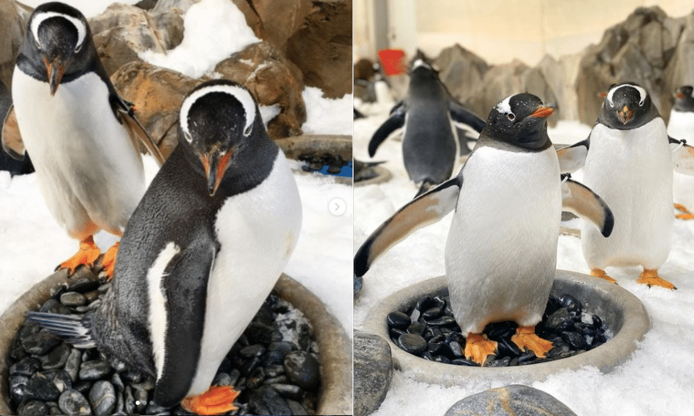 A Guide to LGBT Animals: From Penguins to Lions | PinkNews