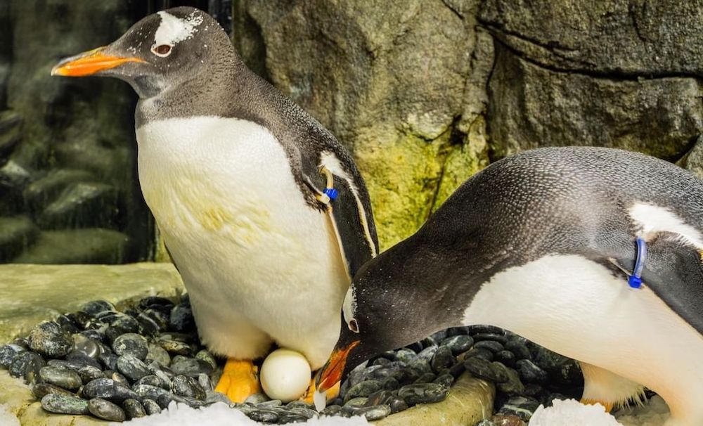 Gay penguin 'power couple' Sphen and Magic celebrate milestone
