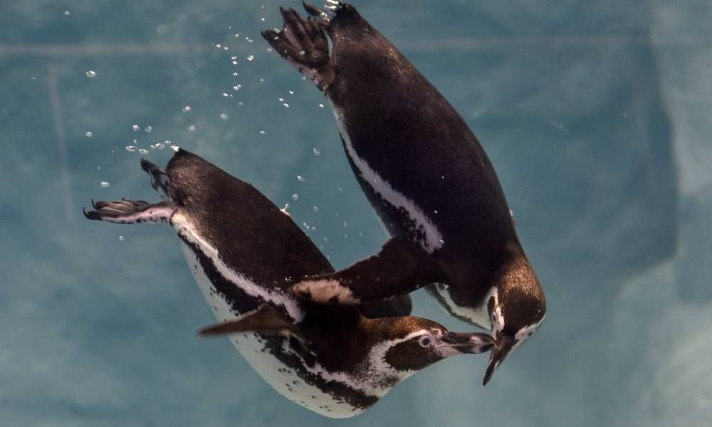 A Guide to LGBT Animals: From Penguins to Lions | PinkNews