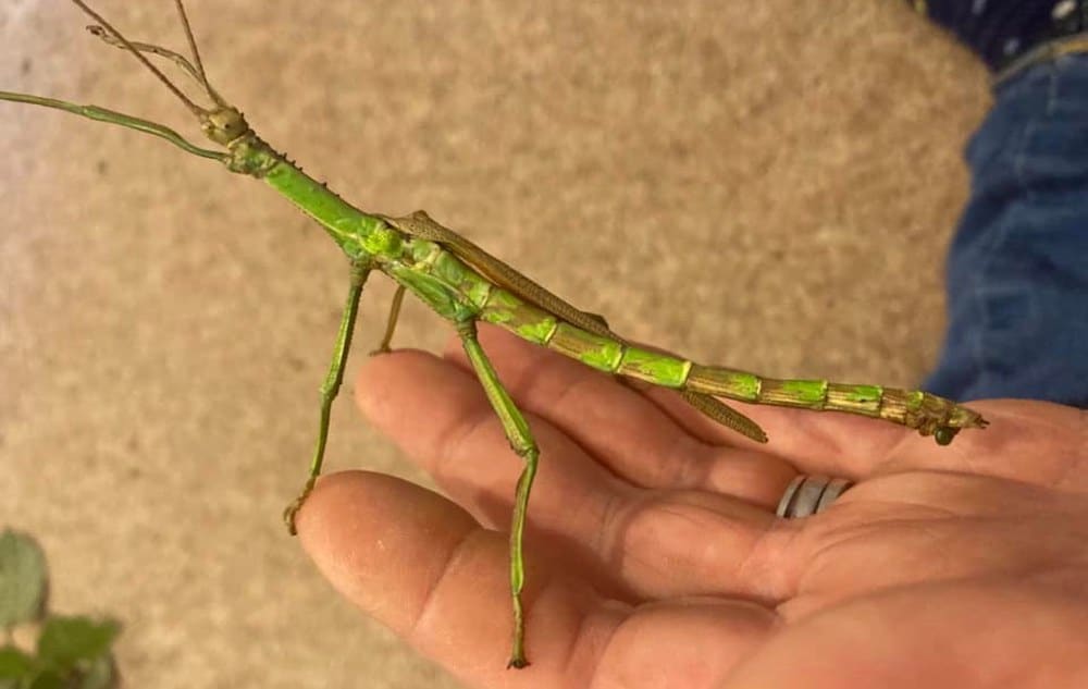 World's first half-male, half-female, dual-gender stick insect discovered