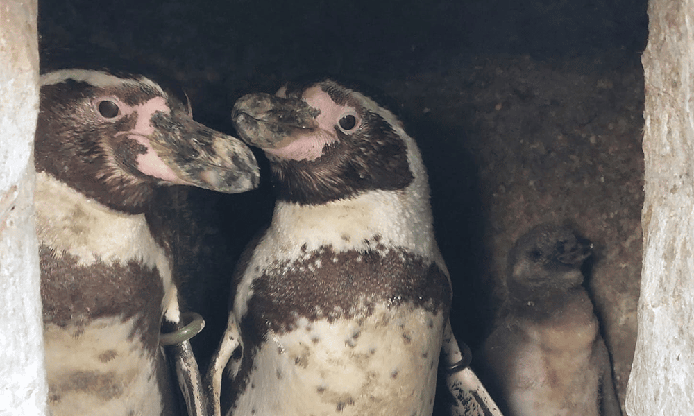 A Guide to LGBT Animals: From Penguins to Lions | PinkNews