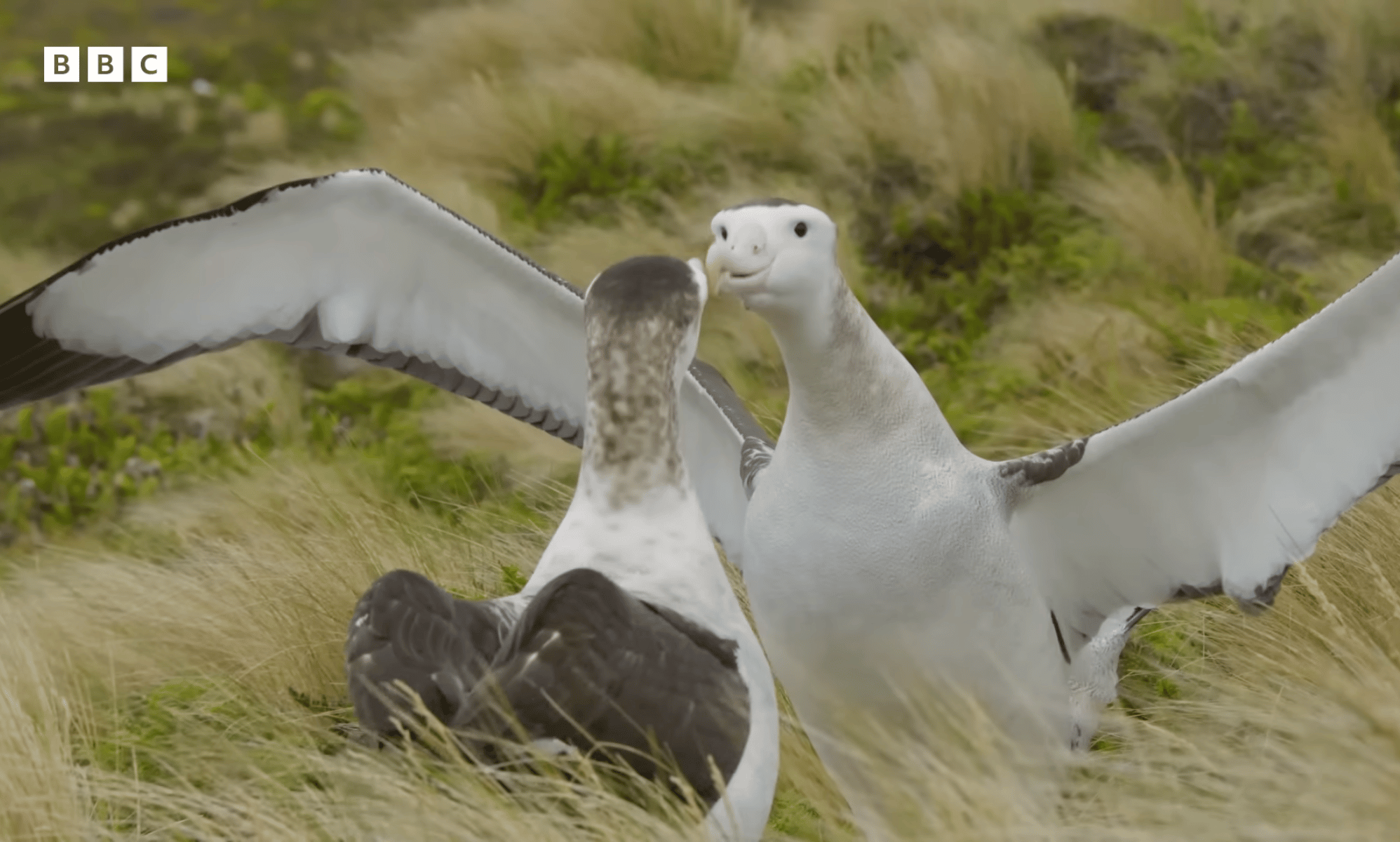 Bisexual and gay animals: Homosexuality in nature | PinkNews | Latest ...