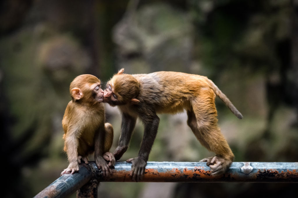 Monkeys are having gay sex all the time, study finds