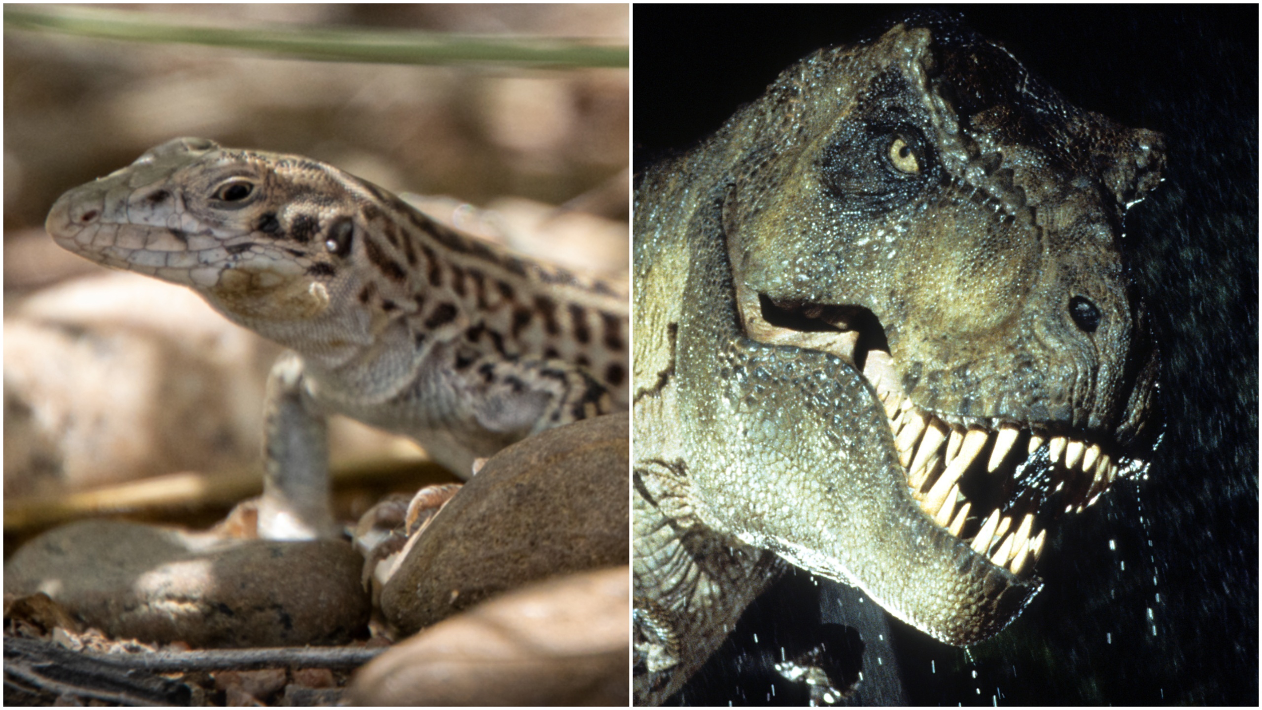 10 seriously gay animals