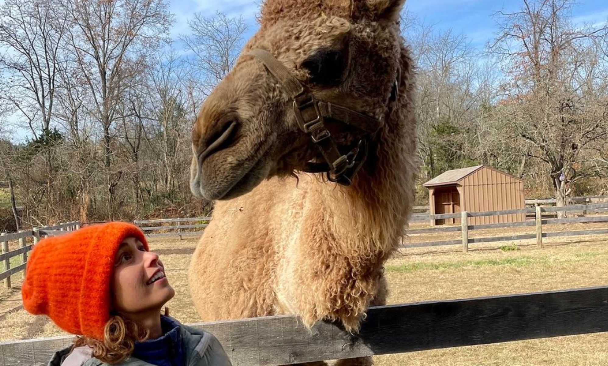 10 seriously gay animals