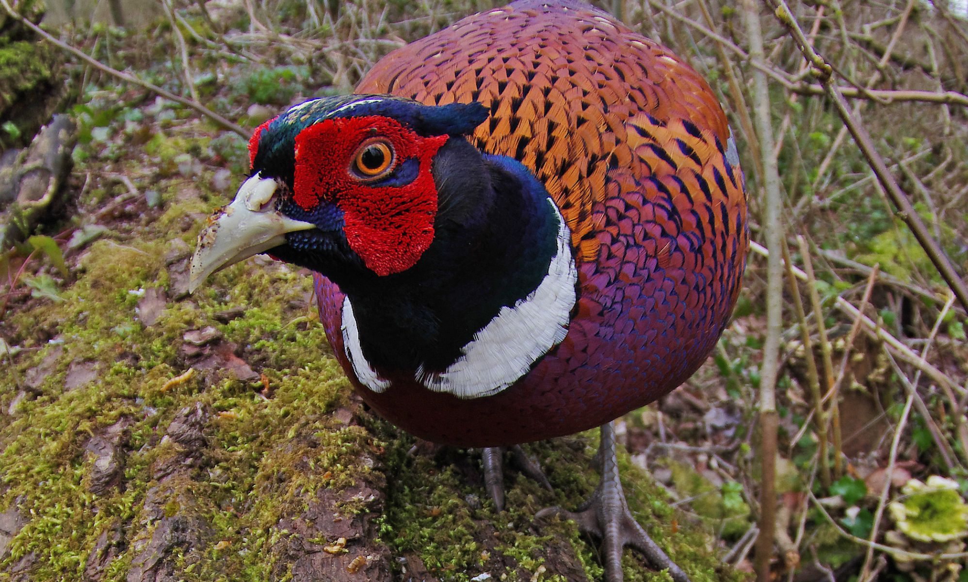 10 'trans', gender-bending animals that can change sex | PinkNews