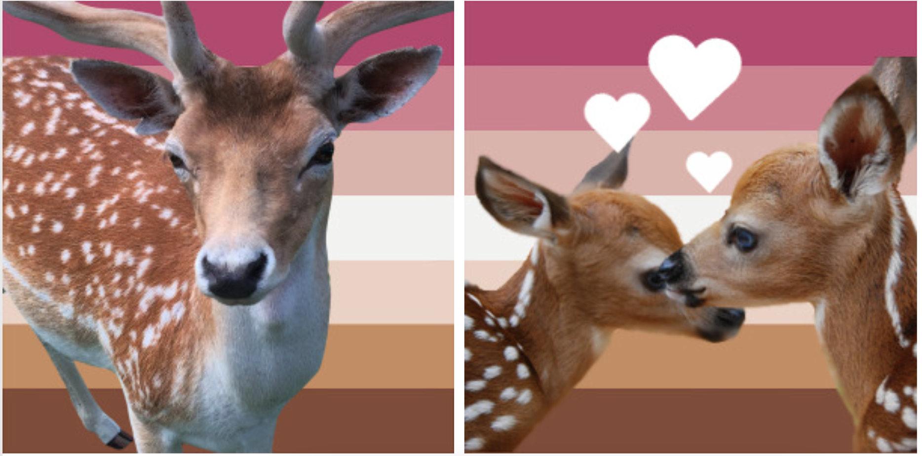 What is a 'Bambi lesbian' and is it the same as asexuality?