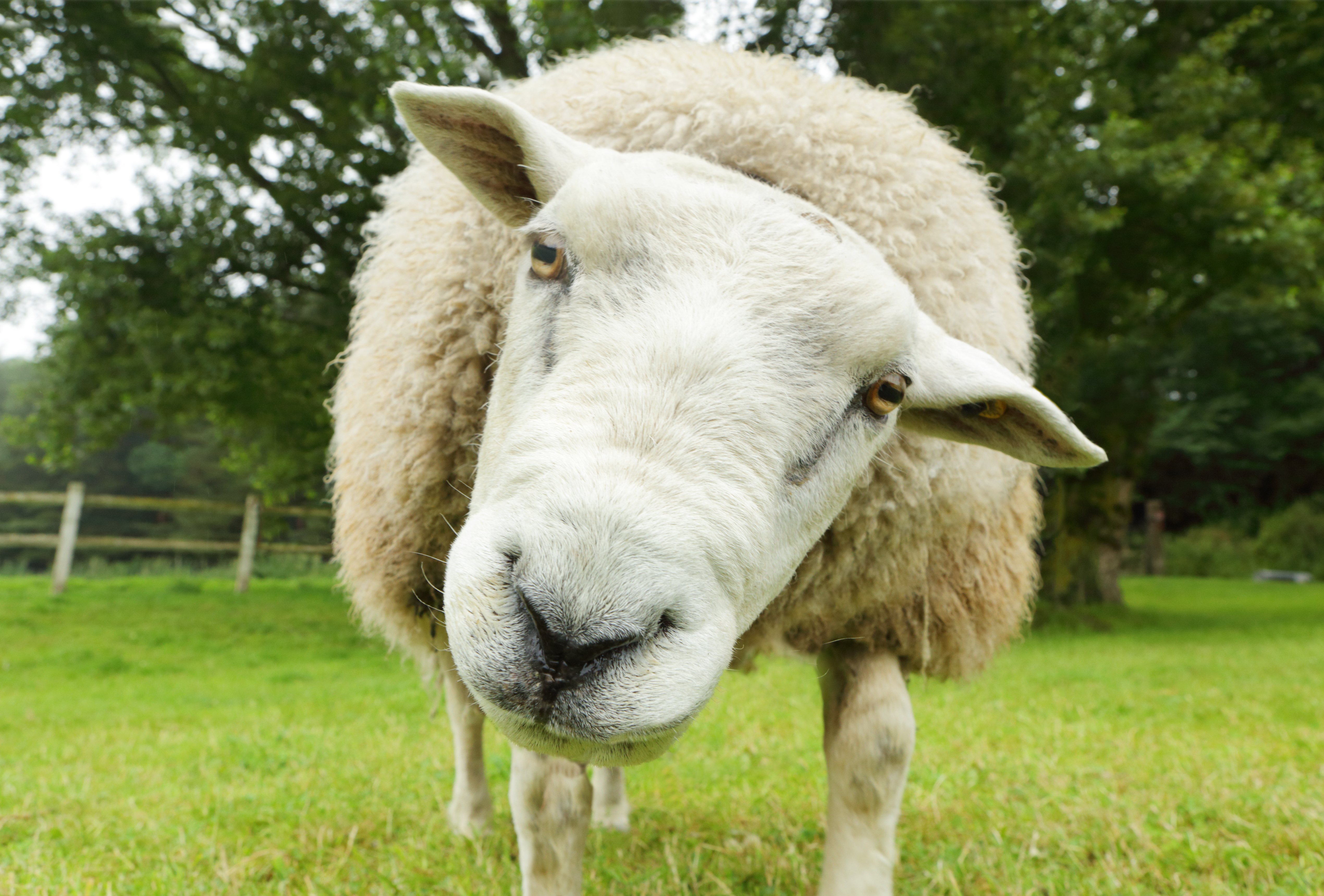 Just what, exactly, is lesbian sheep syndrome? | PinkNews