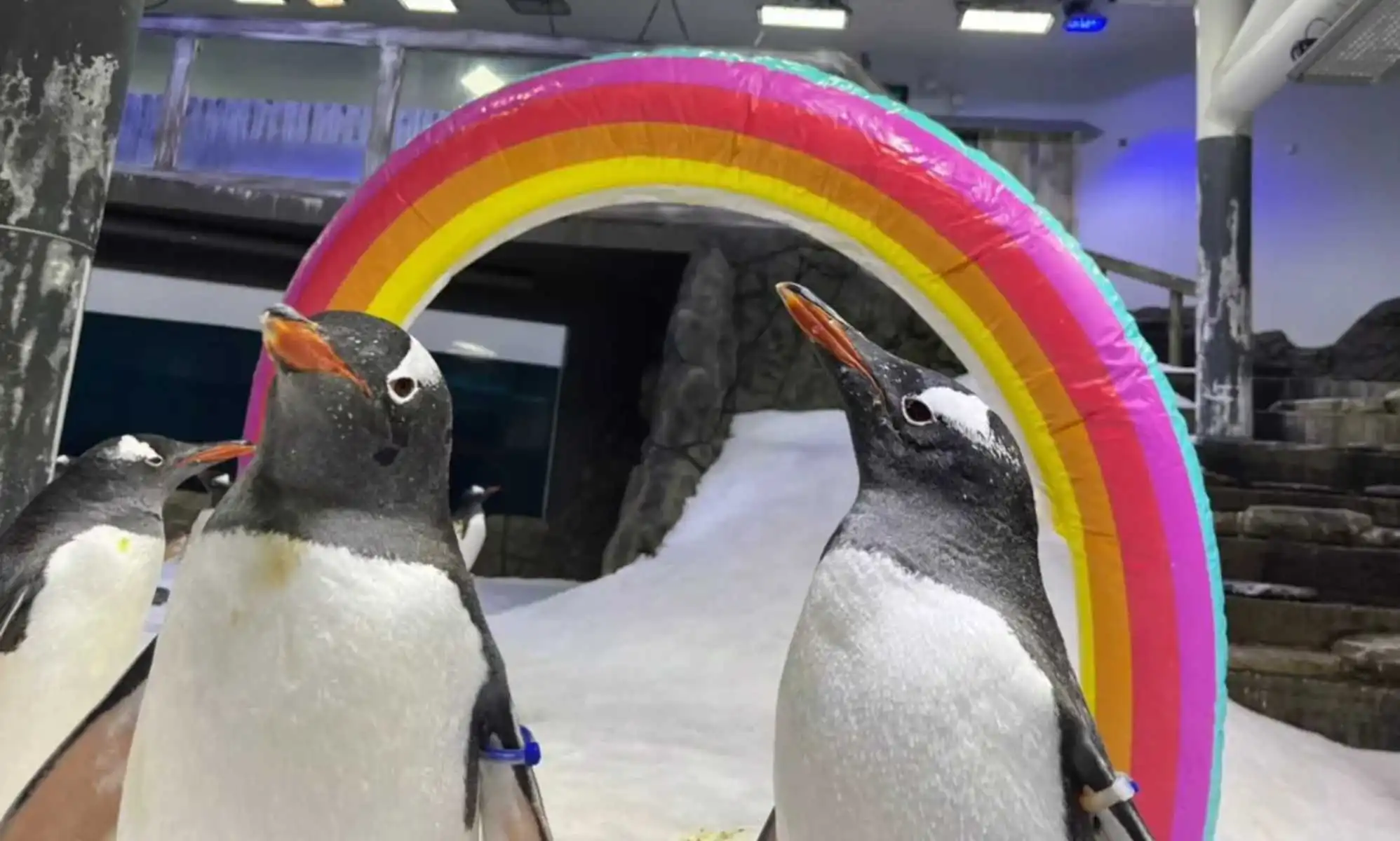 A Guide to LGBT Animals: From Penguins to Lions | PinkNews