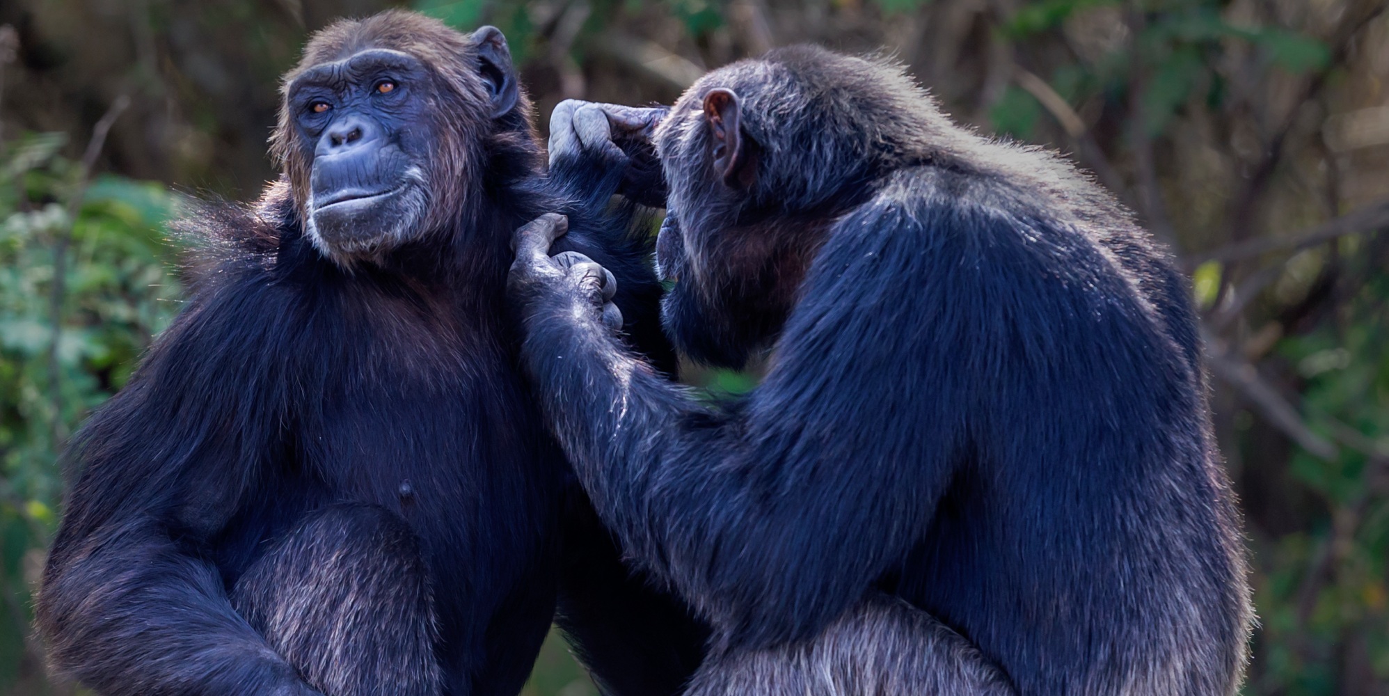 Can animals be gay? Yes, and loads of them are, experts find