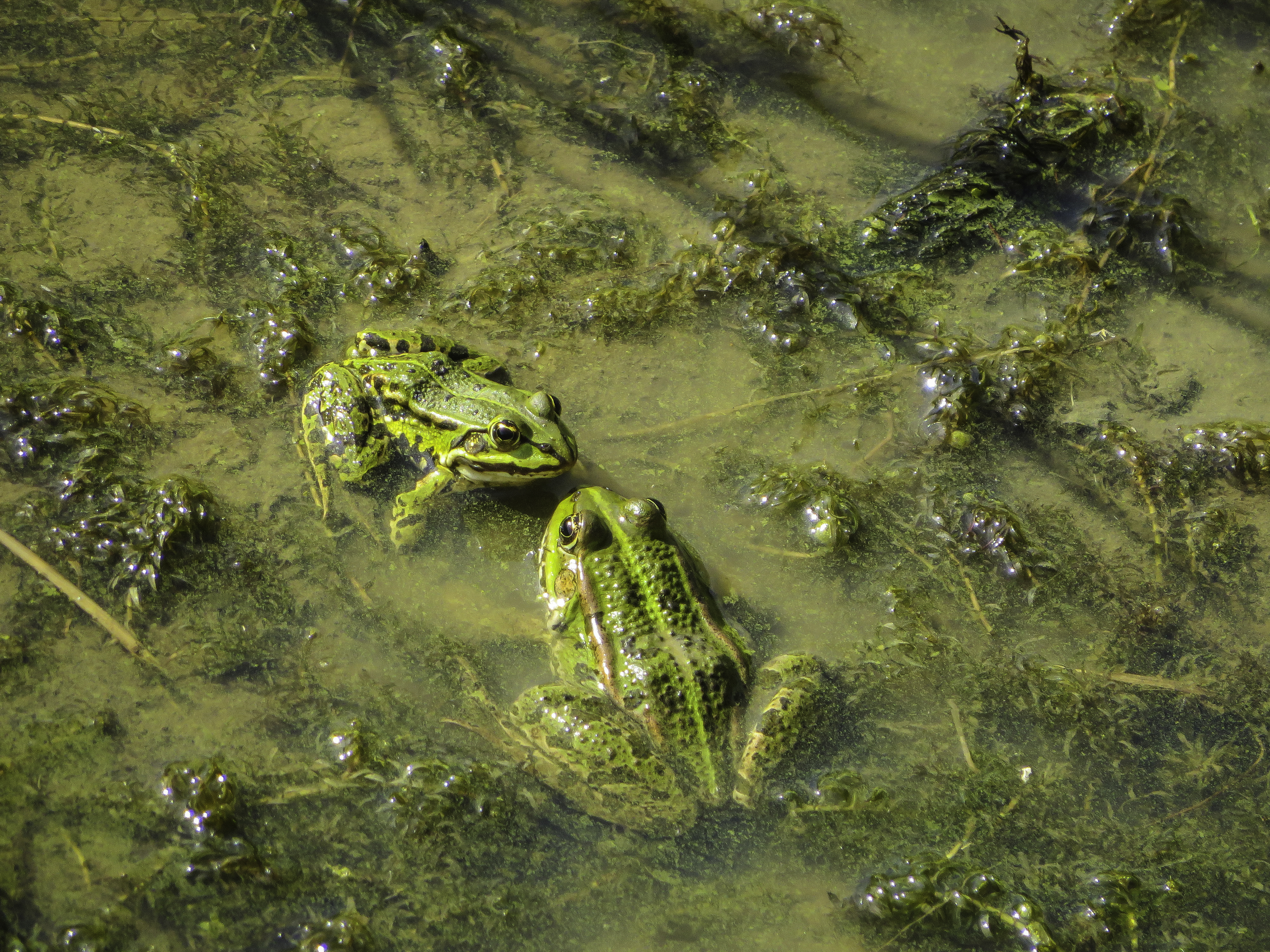 Four LGBTQ+ conspiracy theories that show they're nothing new