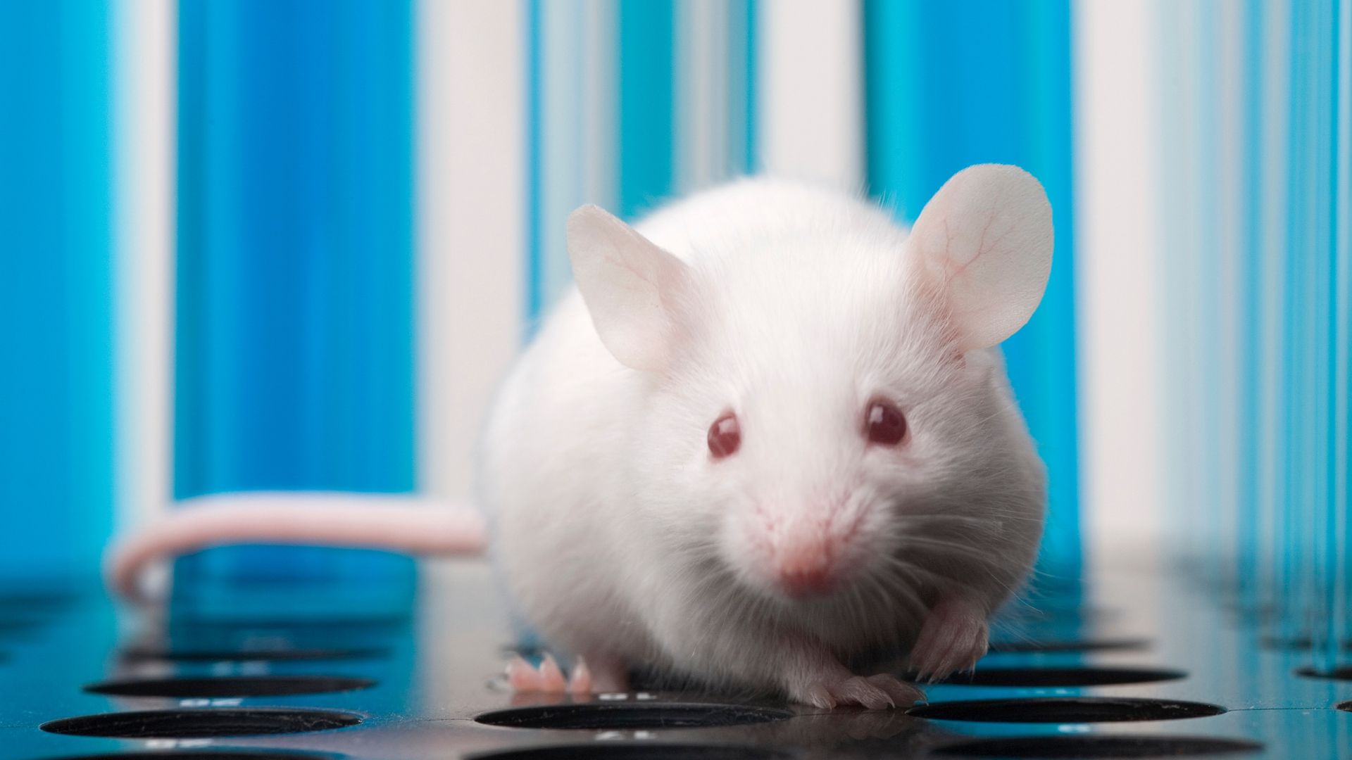 Mice with two dads have their own babies for the first time