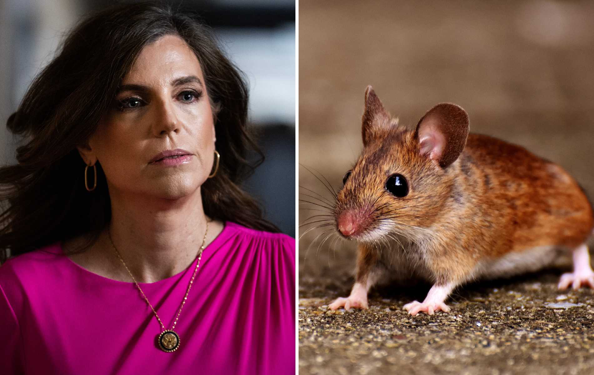 Nancy Mace introduces 'Trans Mice Act' after false Trump claims