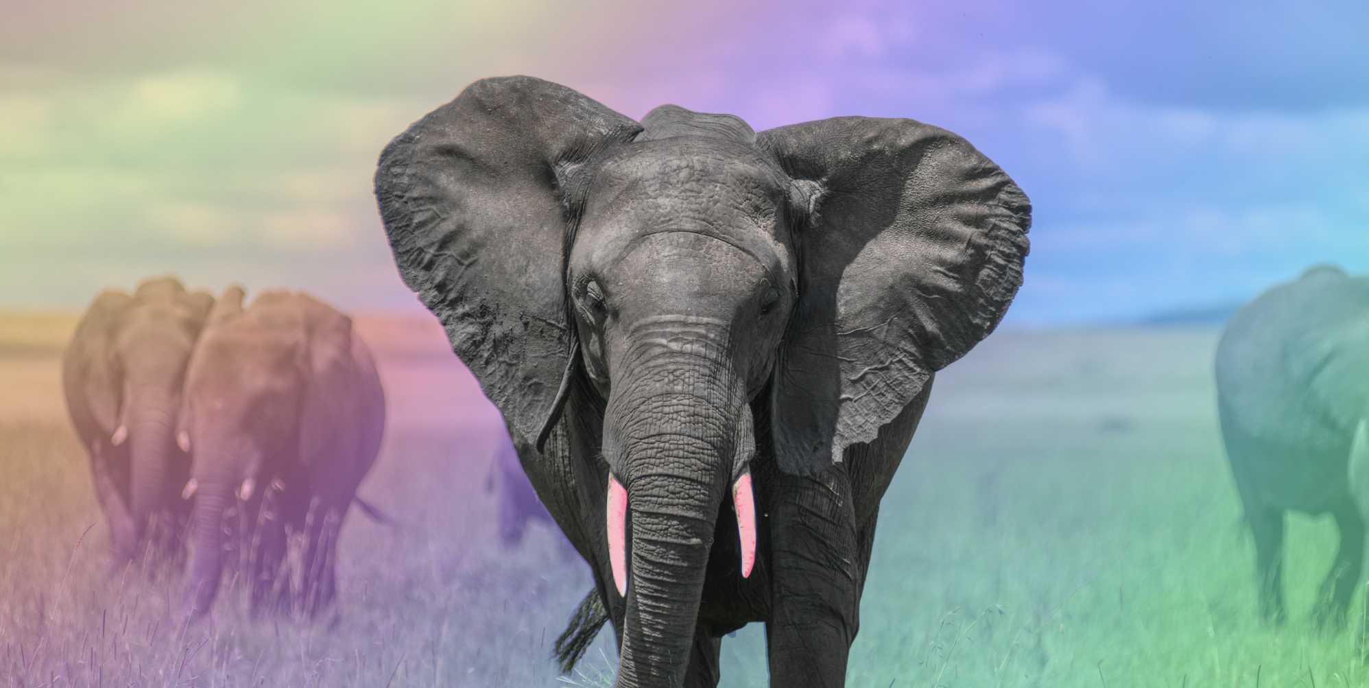 10 seriously gay animals
