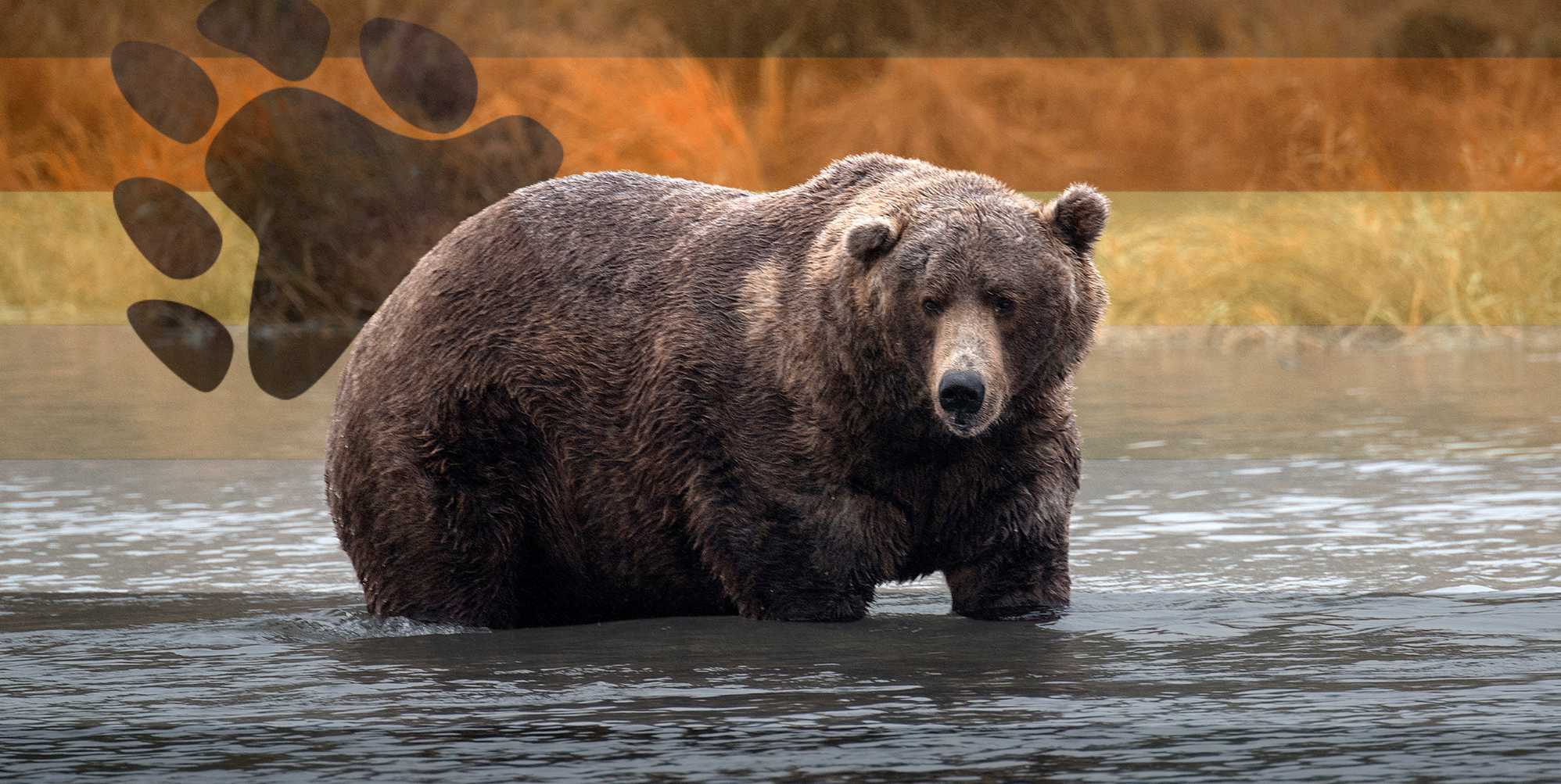 National Park Service's 'Fat Bear Week' sends the gays spiralling