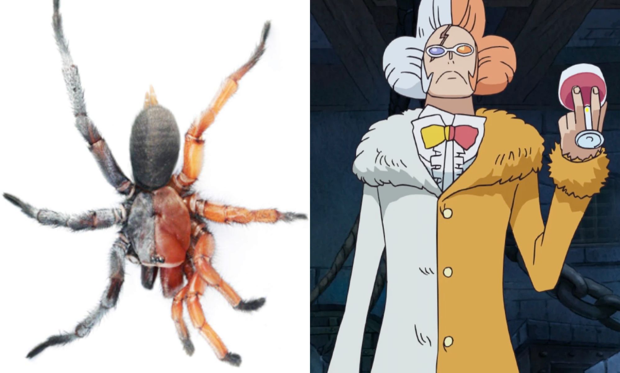 Intersex spider named after One Piece character